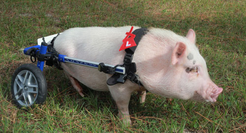 Moj bionički ljubimac (My Bionic pet, 2014) - Film