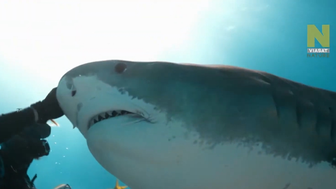 Morski psi (Shark) - MojTV