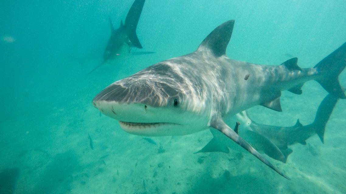 Morski psi iz prašume (Jungle Shark) - MojTV