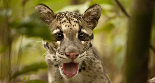 Povratak oblačastih leoparda (Return Of The Clouded Leopards, 2012) - Film