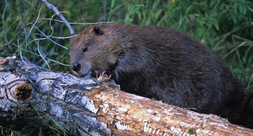 Dabrovi graditelji (Dam Beavers, 2010) - Film