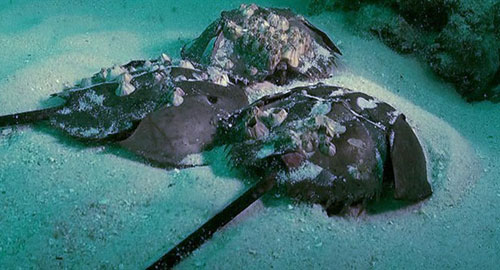 Izvanzemaljski rak (Alien Crab, 2010) - Film