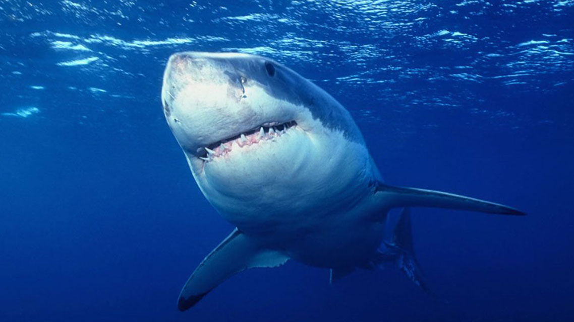 Divlji morski psi (Shark Frenzy!, 2017) - Film