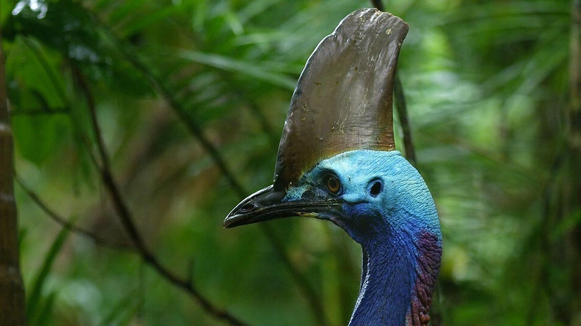 Praptica (Dino Bird, 2017) - Film