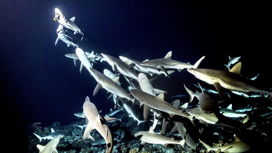 700 morskih pasa (700 Sharks, 0) - Film