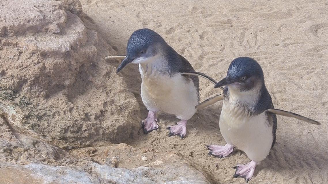 Australski patuljasti pingvin (Australian Penguins, 2018) - Film