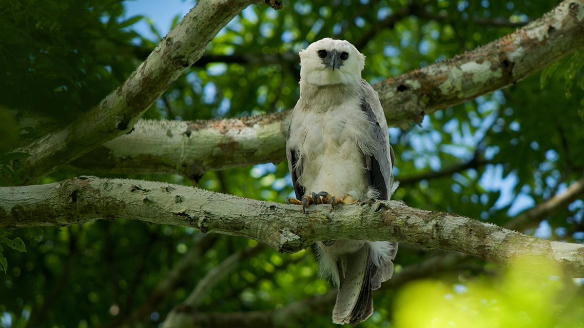 Prirodni svijet - Orlovi koji jedu majmune (Natural World - Monkey ...