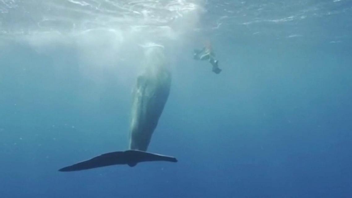 U potrazi za oceanskim divovima (Chasing Ocean Giants) - MojTV