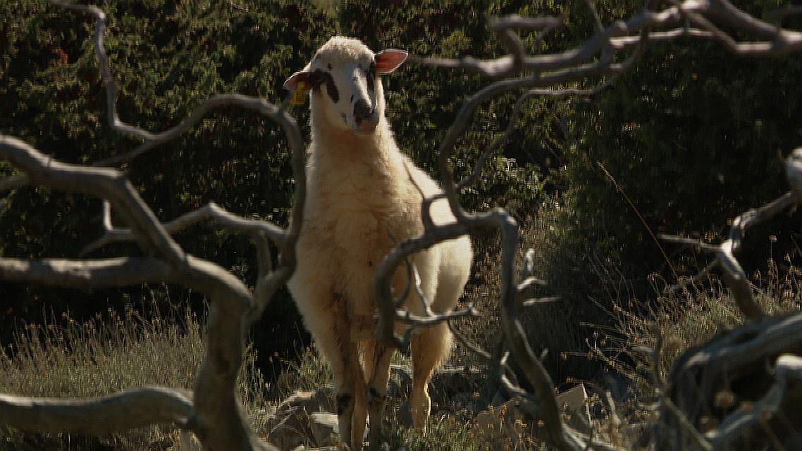 Ovca u muzeju (Ovca u muzeju) - MojTV