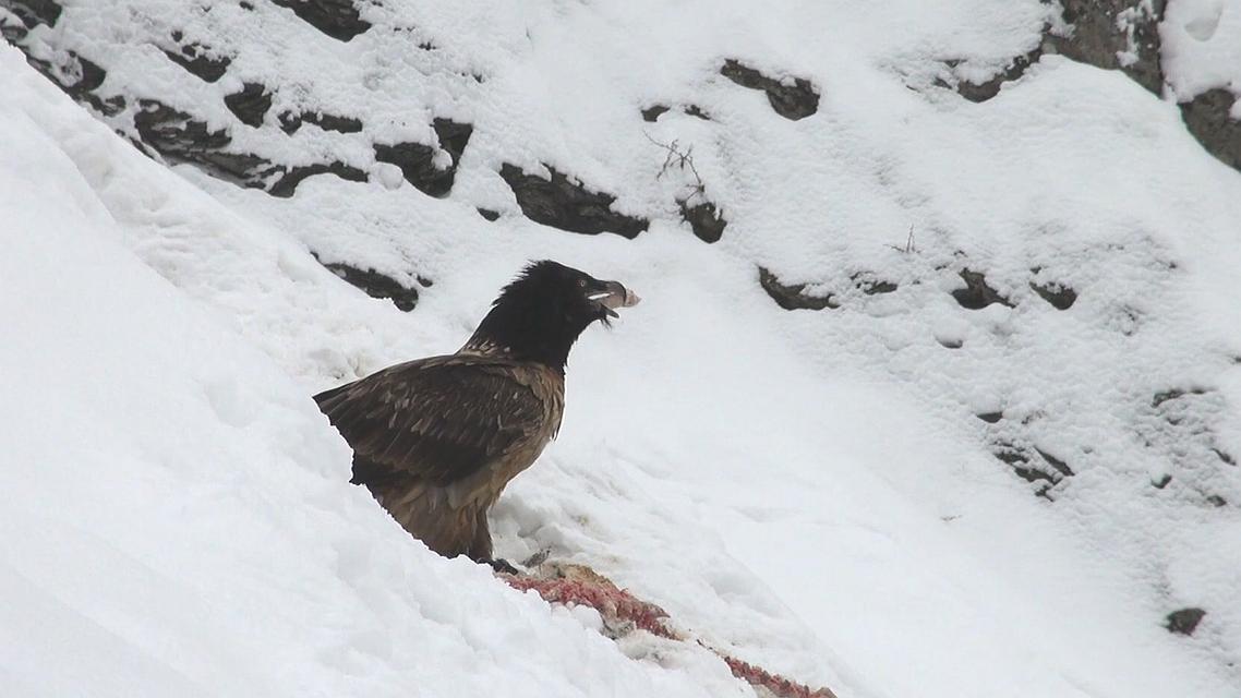 Gospodari neba: Suri orao i žutoglavi bradaš (Aigle et Gypaete, les ...