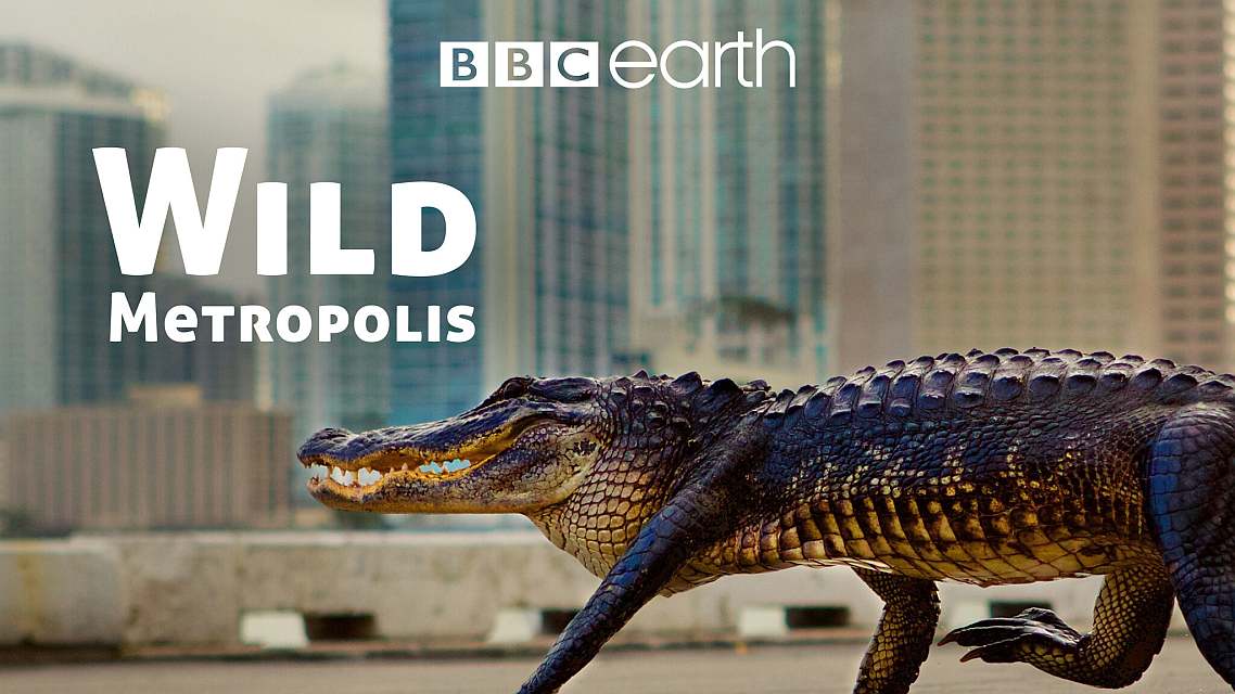 Divljina u metropoli (Wild Metropolis) - MojTV