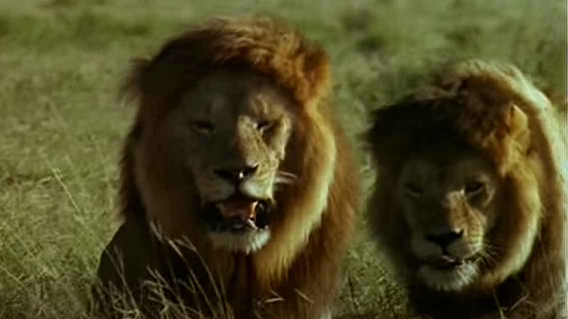 Afrički lav (The African Lion, 1955) - Film
