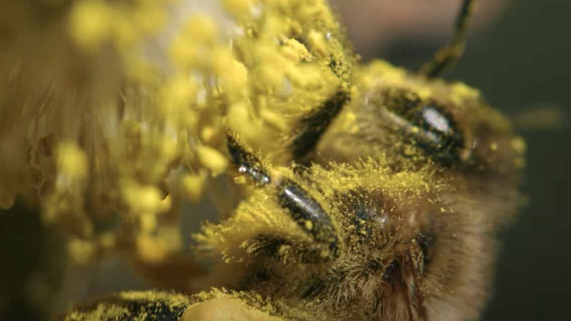 Pčelin dnevnik (A Bee's Diary, 2022) - Film