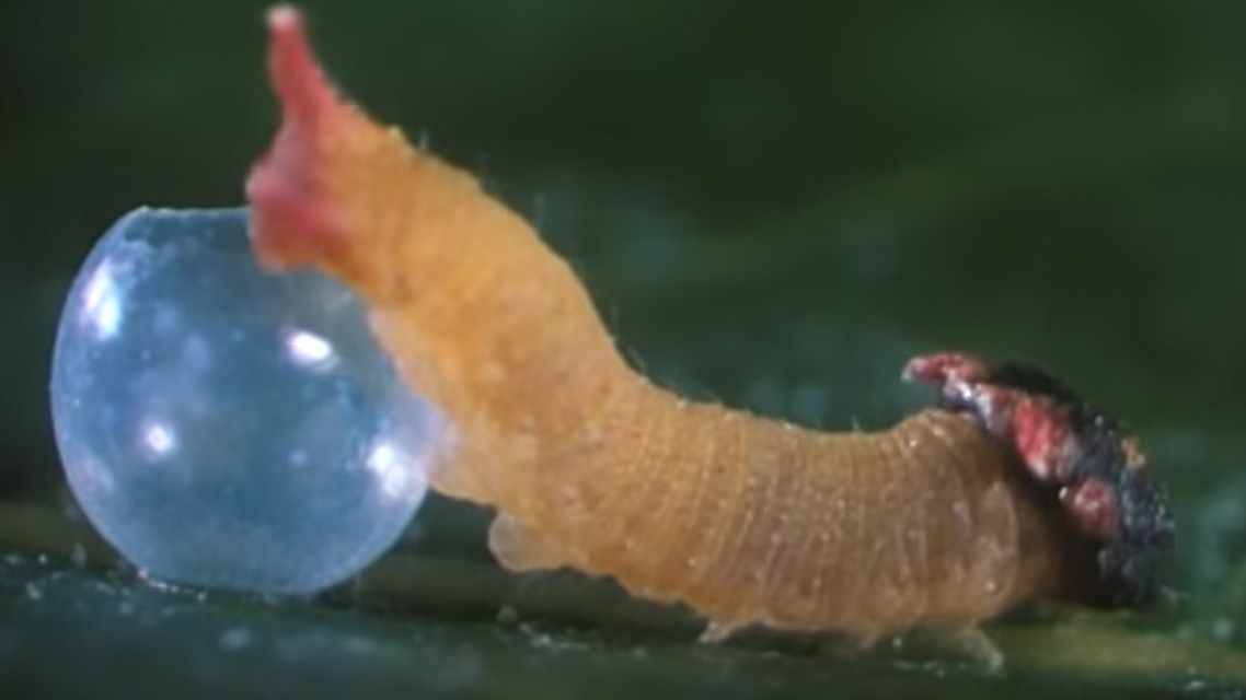 Mikrosvijet (Microcosmos / Microcosmos: Le peuple de l'herbe, 1996) - Film