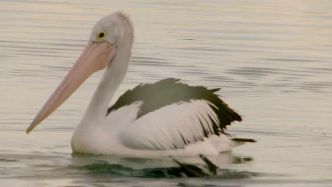 Divlje ptice Australije (Wild Birds of Australia) - MojTV