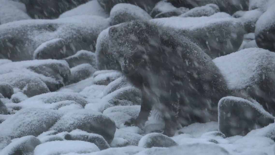 Podmladak oluje (Stormborn) - MojTV
