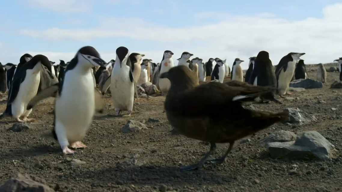 Pingvini: Upoznajte obitelj (Penguins: Meet the Family / Penguins ...