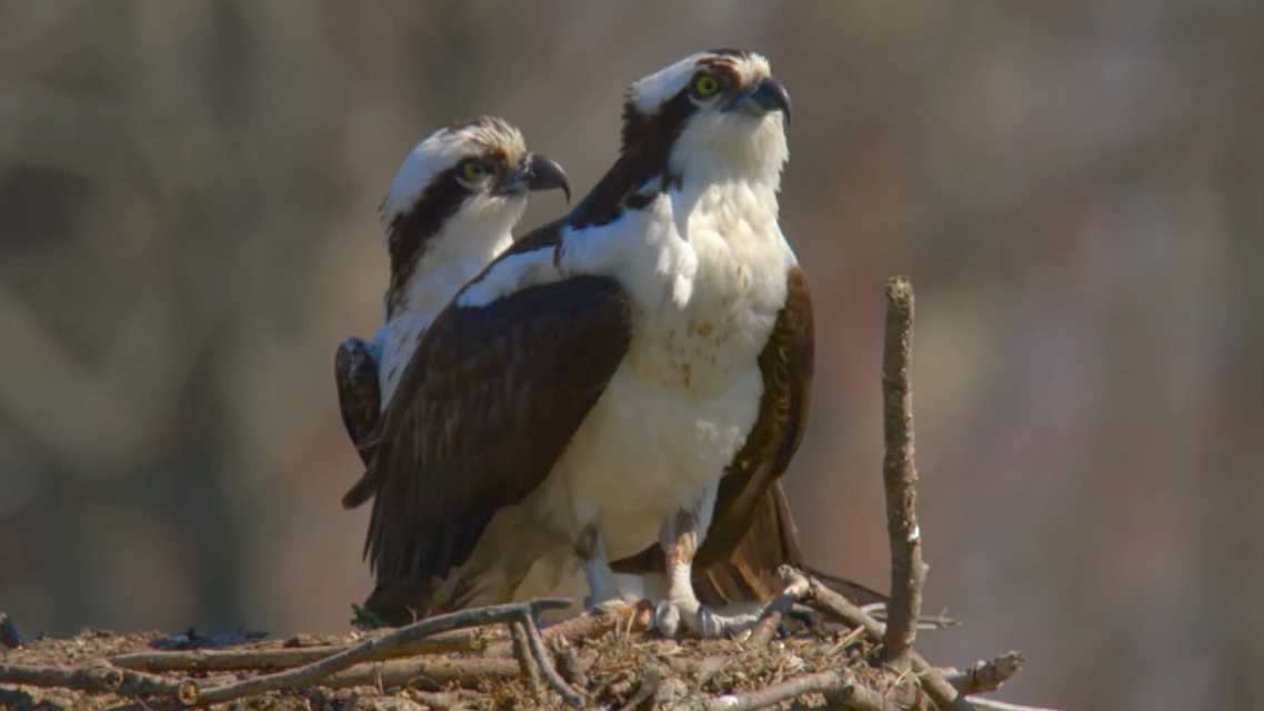 Bukoč, morska grabljivica (Osprey: Sea Raptor, 2021) - Film