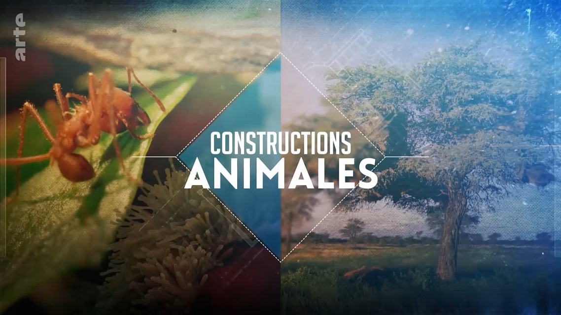 Graditelji u životinjskom svijetu (Constructions animales / Animal ...