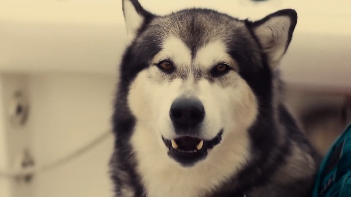 Borba s divljinom: Povratak kući (Hero Dog: The Journey Home, 2021) - Film