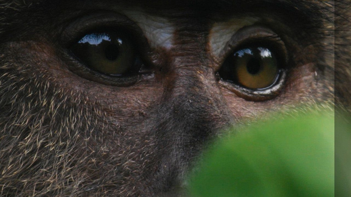 Nikobarski otoci - otoci preporoda (Nicobar Islands: A Monkey's Long ...
