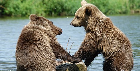 Medvjedići (Méďové) - MojTV