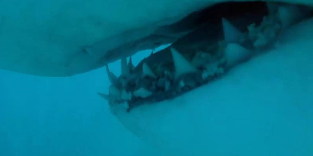 Nevjerojatni očnjaci (Incredible Fangs, 2017) - Film