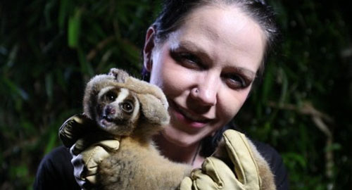 Prašumski gremlini s Jave (JUNGLE GREMLINS OF JAVA, 2012) - Film