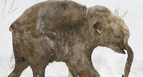 Beba-mamut (Baby Mammoth: Frozen in Time, 2011) - Film