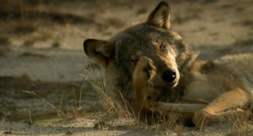 Černobilski radioaktivni vukovi (RADIOACTIVE WOLVES, 2011) - Film