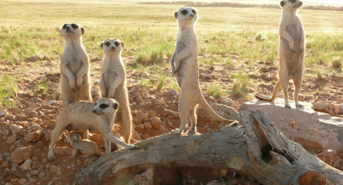 Klan merkata (Clan Of The Meerkat , 2012) - Film