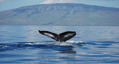 Grbavi kitovi: Razbijanje šifre (Humpbacks: Cracking the Code, 0) - Film