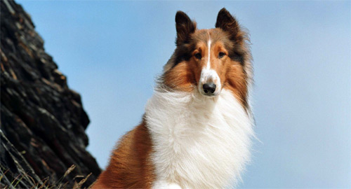 Lassie (Lassie, 1994) - Film