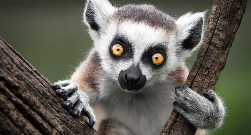 Legendarni lemuri Madagaskara (Madagascar's Legendary Lemurs, 0) - Film