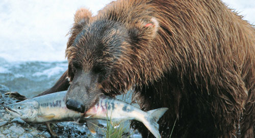 Životinjska bojišta (Animal Battlegrounds) - MojTV